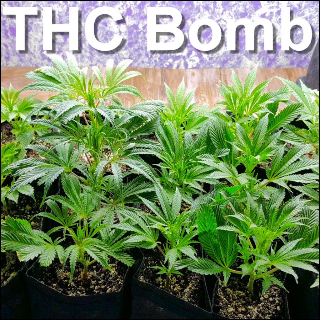 THC Bomb Marijuana strain | Maine Seedlings & Clones