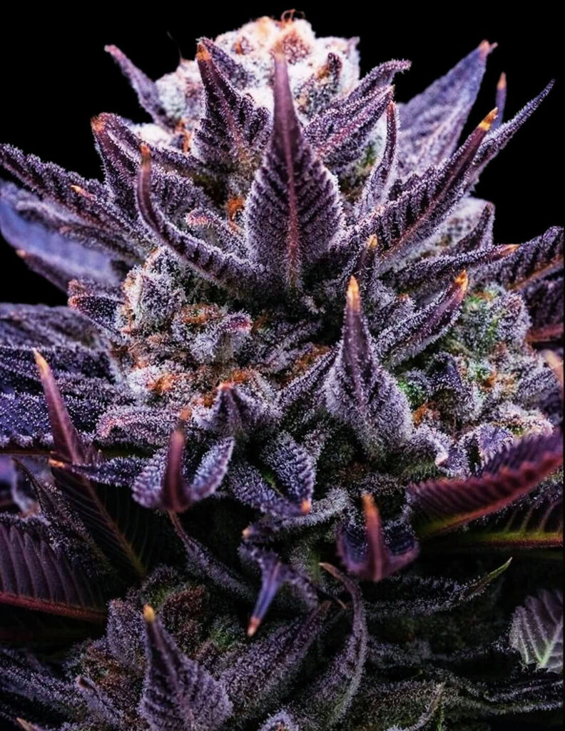 Maine Seedlings & Clones