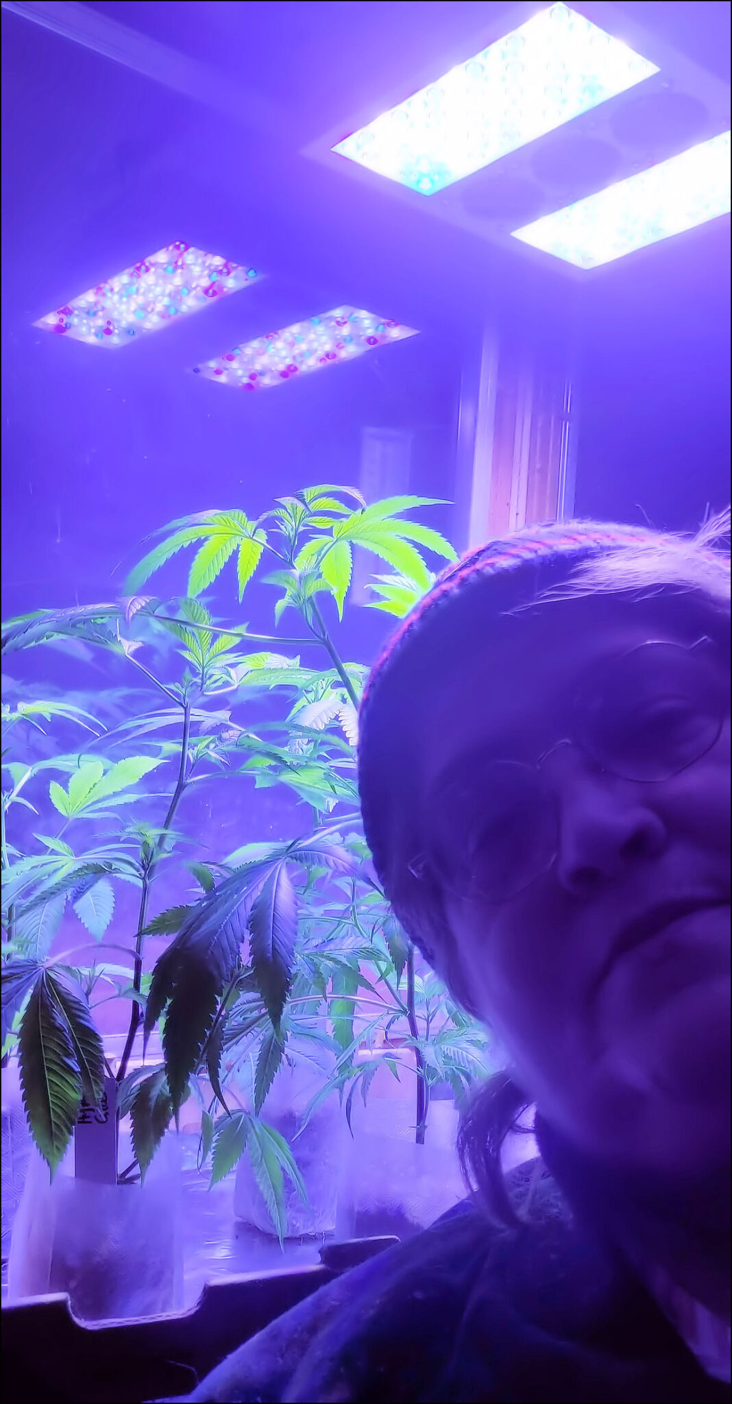 Maine Seedlings & Clones